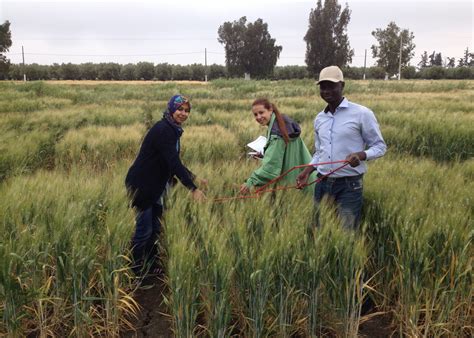 Icarda And The Kingdom Of Morocco Celebrating A Decade Of The Rainfed