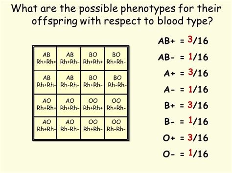 Blood Type Chart Genetics