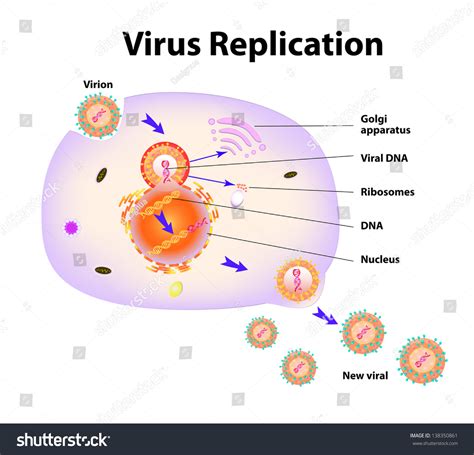 Scheme Virus Replication Cycle Illustration Stock Illustration 138350861 Shutterstock