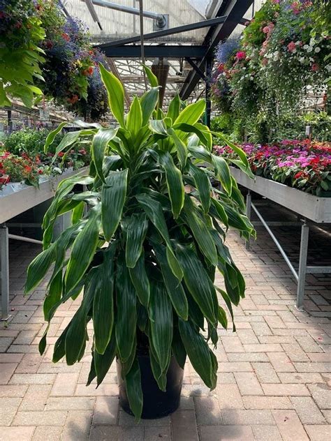 Dracaena Art Carmen Triple Tree Nurseryland