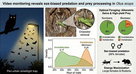 Selective Predation And Chick Provisioning Rhythms In The European