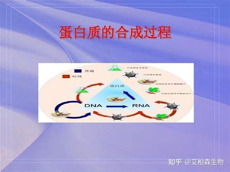 分泌蛋白合成和分泌过程——艾柏森生物 知乎