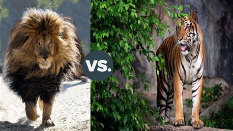 Barbary Lion Vs Siberian Tiger