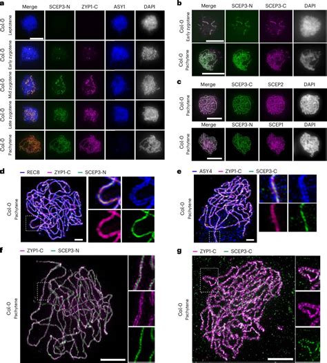 What Is Genetic Drift In Evolution