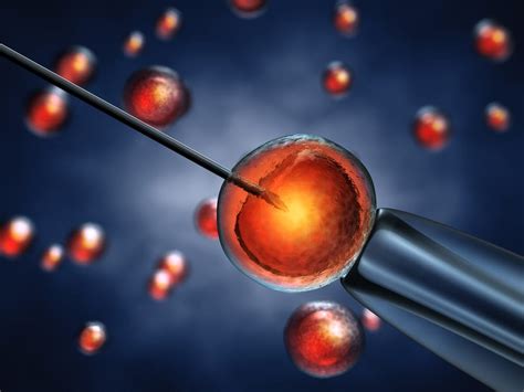 Intracytoplasmic Sperm Injection Icsi American Pregnancy Association