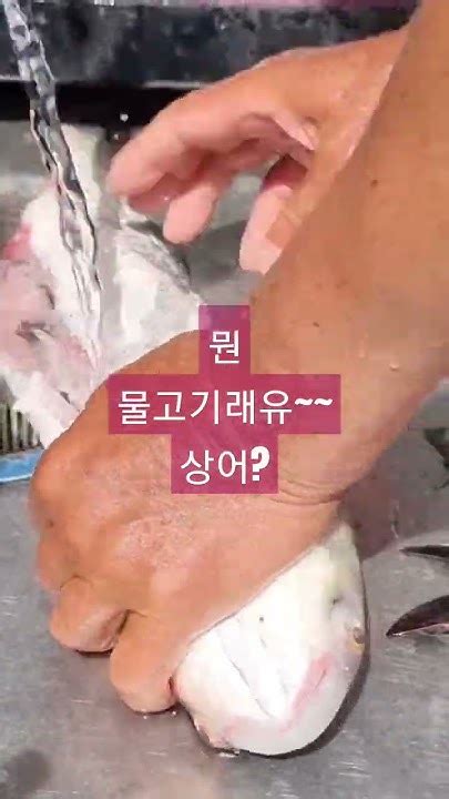 영종도 족장빌리지 미니캠핑장 주변 숭어 대물 잡았네요 Youtube