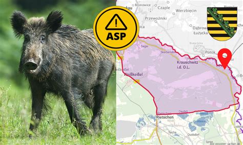 schweine net ASP Stand 16 11 20 2 weitere ASP Fälle bei