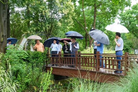 专委会视察丨推进雨污混接整治畅通城市排水毛细血管 澎湃号政务 澎湃新闻 The Paper