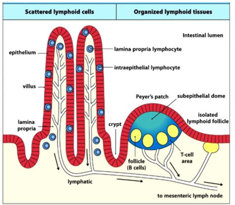 Immunology Final Exam Flashcards Quizlet