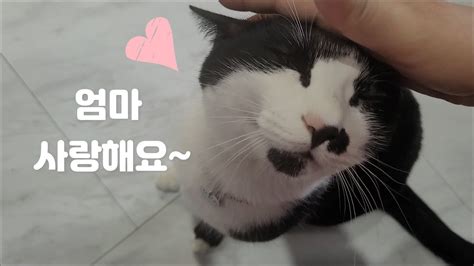 사랑이가 집사를 사랑한다는 증거 Youtube