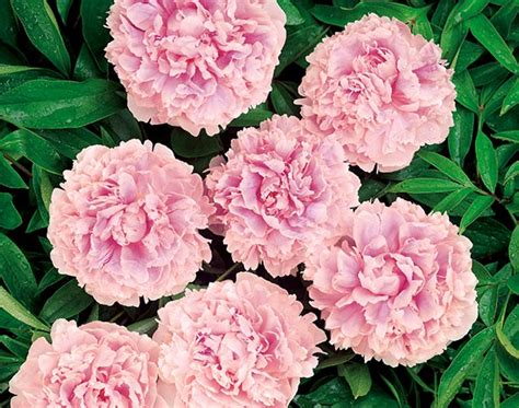 Paeonia Peony Lactiflora Sarah Bernhardt Degroot
