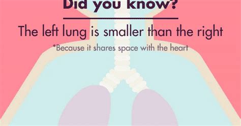 Henrymzs Blog Did You Know Your Left Lung Is Smaller Than Your Right