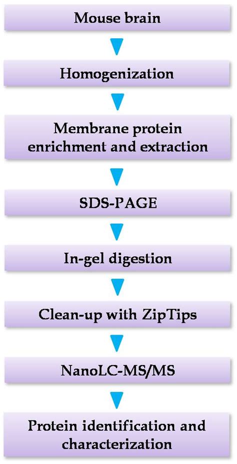 2D NanoLC ESI MS MS For Separation And Identification Of Mouse Brain