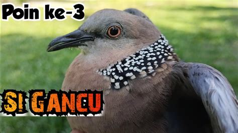 Tekukur Ajaran Si Gancu Tambah Poin Lagi Ke 3 YouTube