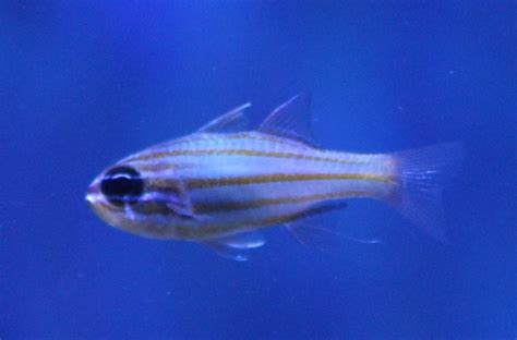 Yellowstriped Cardinalfish Zoochat