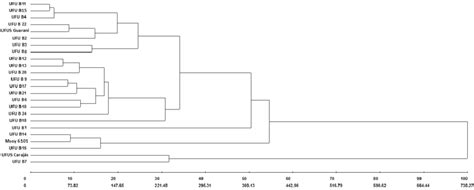 Dendrogram Upgma Of Genetic Dissimilarity Among 24 Soybean Genotypes