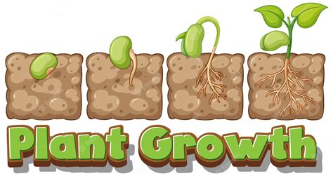 How To Grow Plants From Seeds Step By Step At Ronald Alvarez Blog