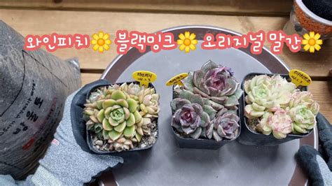 24210 꽃동산다육에서 온 와인피치군생 블랙밍크군생 오리지널말간 분갈이해요🌼 Youtube
