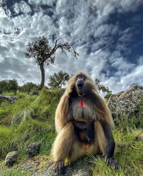Get To Know The Gelada Wildest