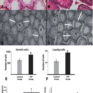 Testicular Histopathological Changes Observed In Control And Study