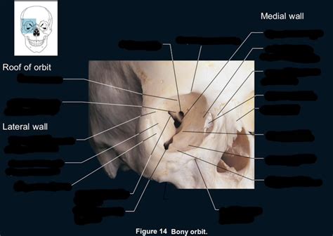 Bony Orbit Diagram Quizlet