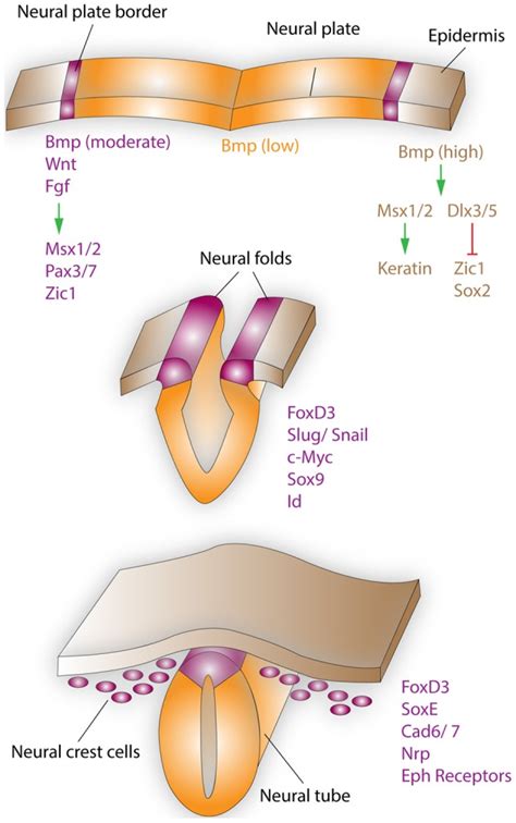 Neural Crest Formation And Migration During Development Neural Crest Download Scientific
