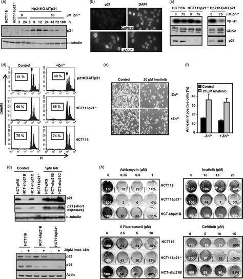 Ectopic Expression Of P21 Does Not Rescue The Hypersensitive Phenotype