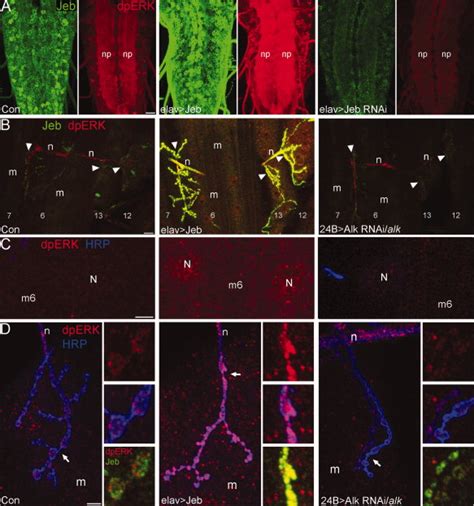 Jeb Alk Anterograde Signaling Activates Synaptic Ras Mapk Erk Cascade Download Scientific