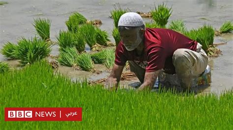 أزمة الحبوب الهند تحظر تصدير الأرز الأبيض غير البسمتي للحد من ارتفاع
