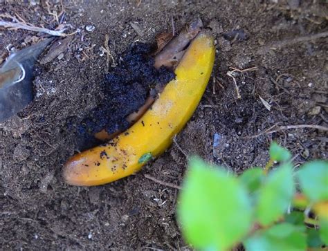 Jangan Buang Kulit Pisang Berikut Adalah 10 Kegunaan Kulit Pisang Yang