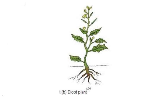 Dicot Diagram Quizlet