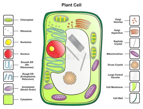 Plant Life Cycle Infographic Diagram Stages Stock Vector Illustration