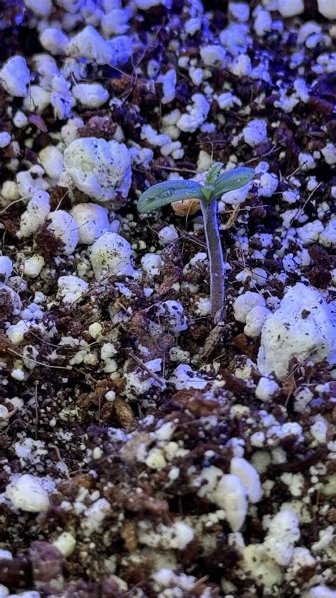 Seedlings Looks Sick Seedling Ilgm Forum