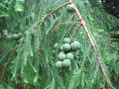 Examples Of Phylum Coniferophyta Flashcards Quizlet
