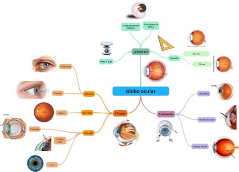 Pin de camilla kirch en camidicina Anatomia ocular Mapas Anatomía