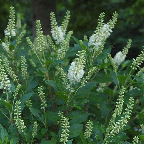Summersweet Clethra Shrubs For Sale