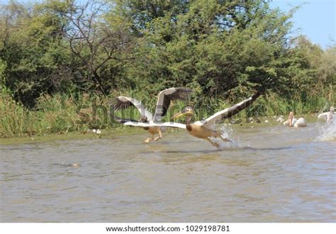 Djoudj National Bird Sanctuary Over 157 Royalty Free Licensable Stock