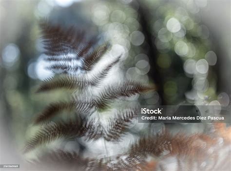 Bokeh 배경과 꿈꾸는 고사리 흐리게 0명에 대한 스톡 사진 및 기타 이미지 0명 가을 가을 단풍 Istock