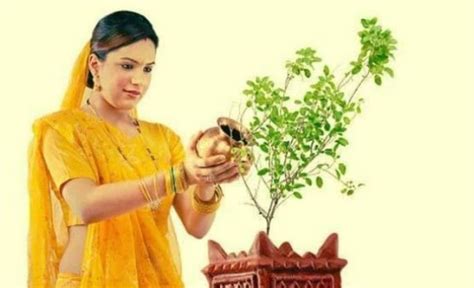 ତୁଳସୀ ଗଛ ଭଳି ଚମତ୍କାରୀ ହୋଇଥାଏ ଏହି ଗଛ । ରାତାରାତି କରିଥାଏ କୋଟିପତି