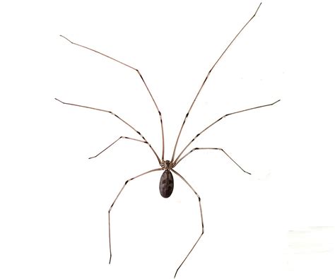 Cellar Spider Prevention Tips Servitix
