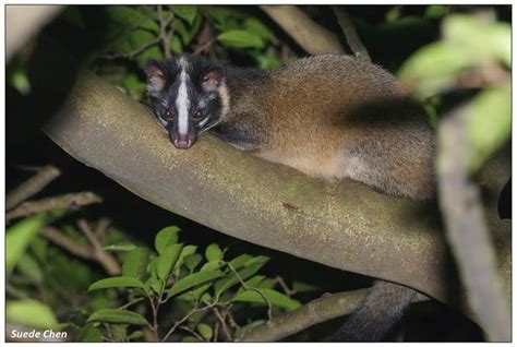 Suede Wildlife Photography