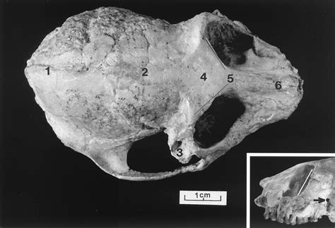 The Cranium Of Parapithecus Grangeri An Egyptian Oligocene Anthropoidean Primate Pnas