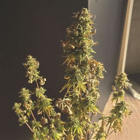 Cómo Prevenir Y Tratar Las Hojas De Marihuana Secas Y Quebradizas Rqs