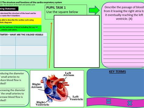 The Structure And Functions Of The Cardio Respiratory System Learning
