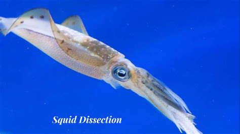 Squid Dissection Male Female