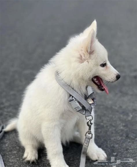 كلب ابيض هاسكي لعوب