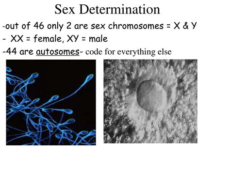 PPT Non Mendelian Inheritance PowerPoint Presentation Free Download ID