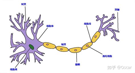 神经网络与深度学习小结（1）：从人工神经元到多层感知机 知乎