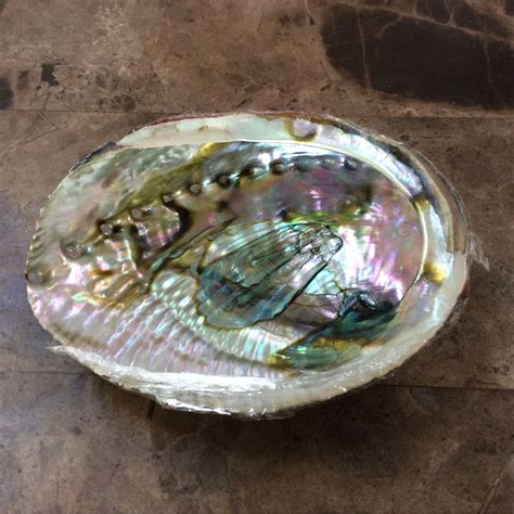 Abalone Shells Moonstone And Sage