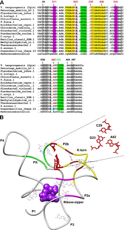 figure 2 from comparative sequence and structure analysis reveals the